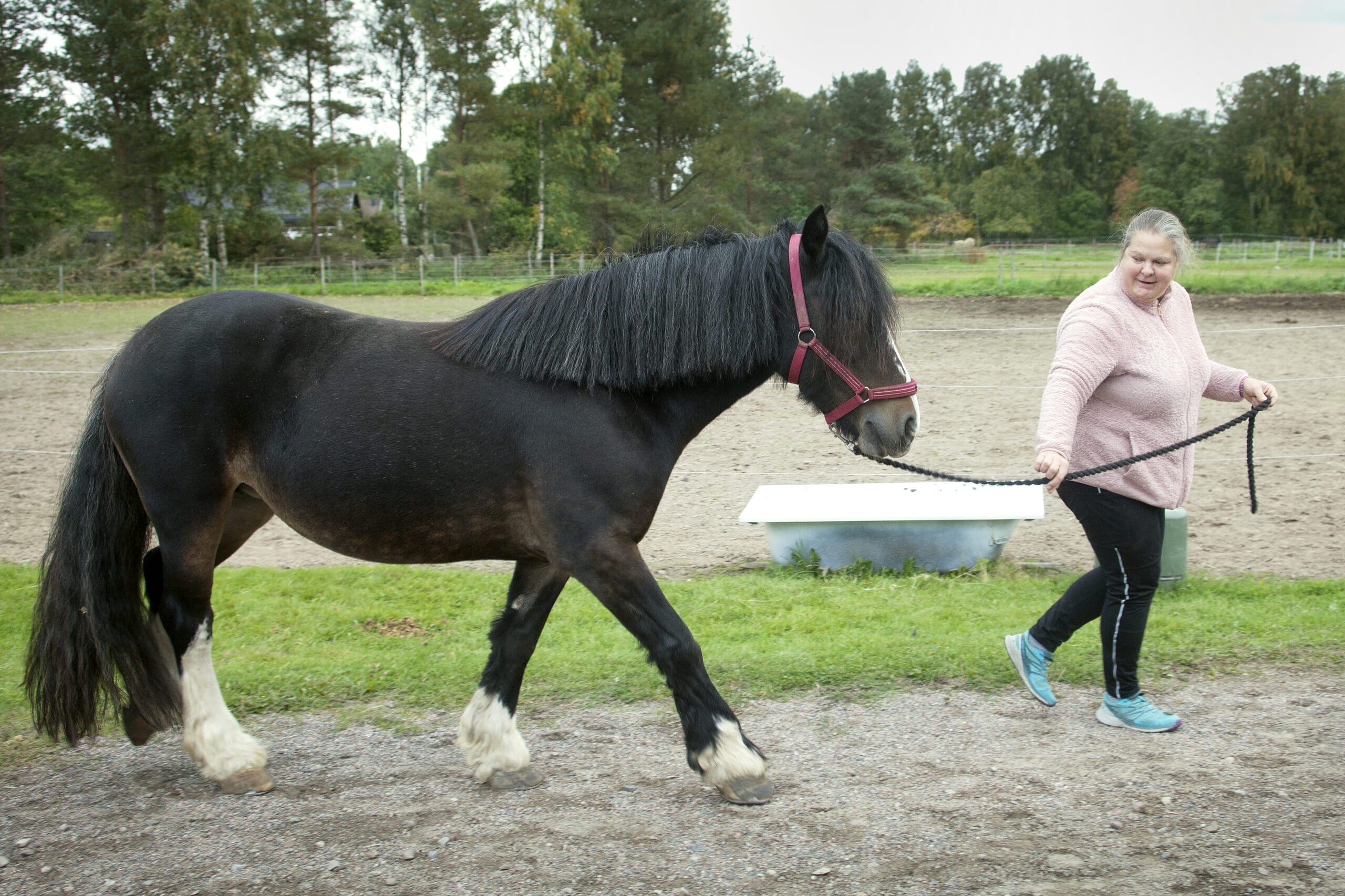 Årligt bidrag till nya hästar | Lokalt i Dalarna